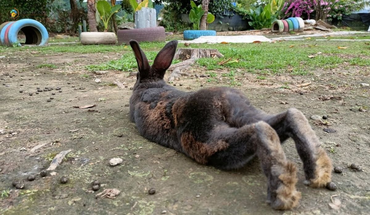 √ 10 Tempat Menarik di Kota Marudu Yang Menakjubkan 2025